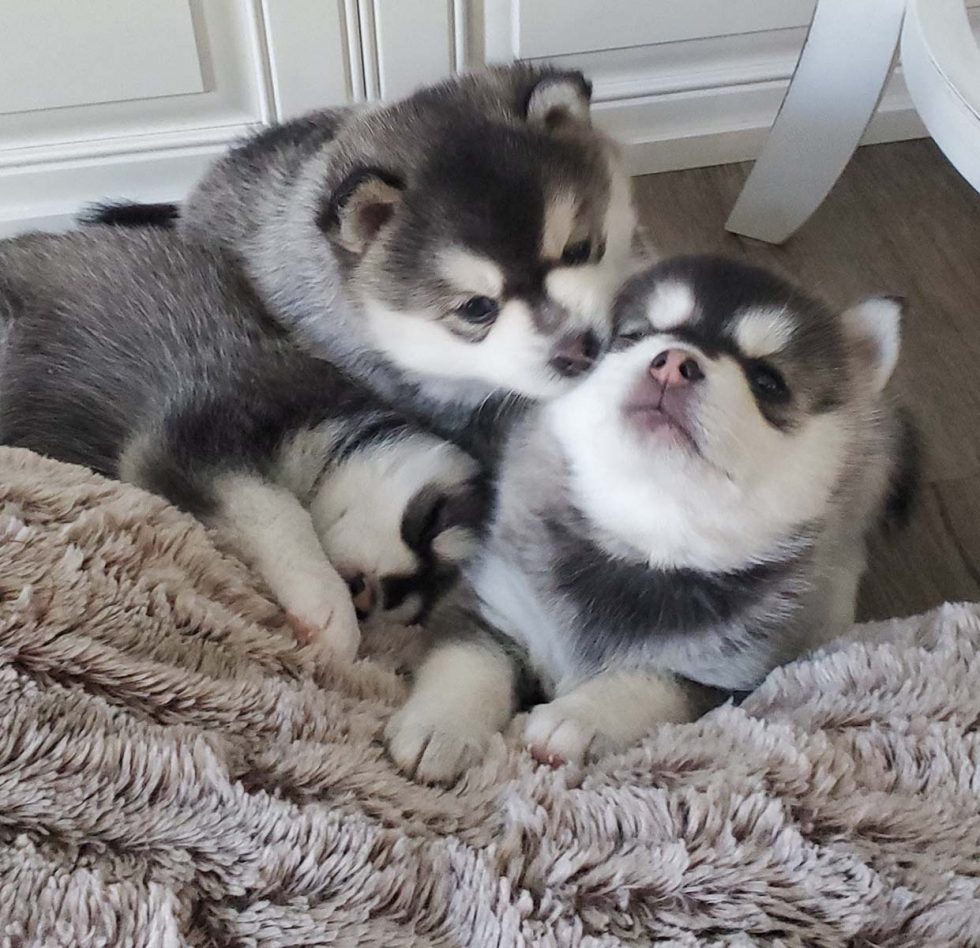 Contact Us - Prairie Pomskies | Adopt Pomsky Puppies | Canada